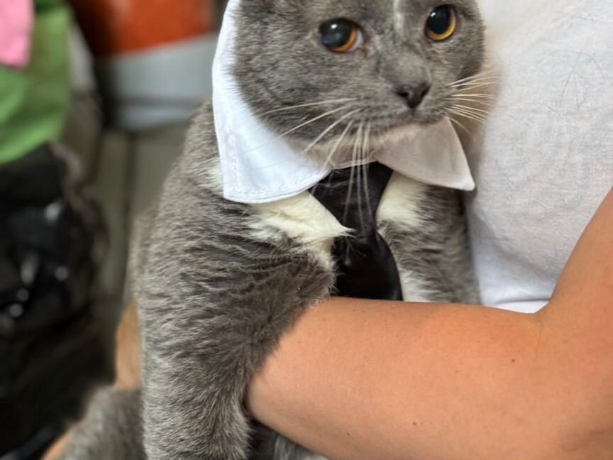 Кот Пират