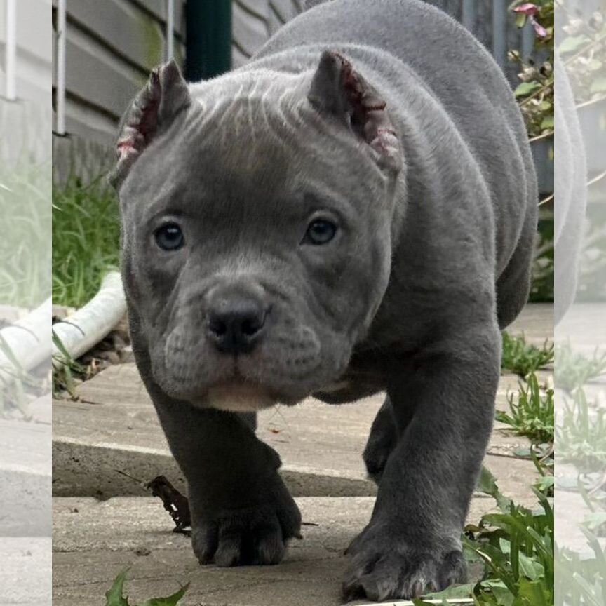 Американский булли супер мальчик