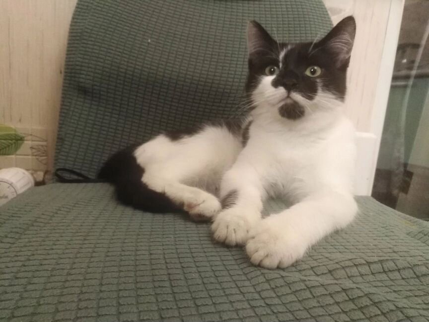 Кот котёнок котишка котэ