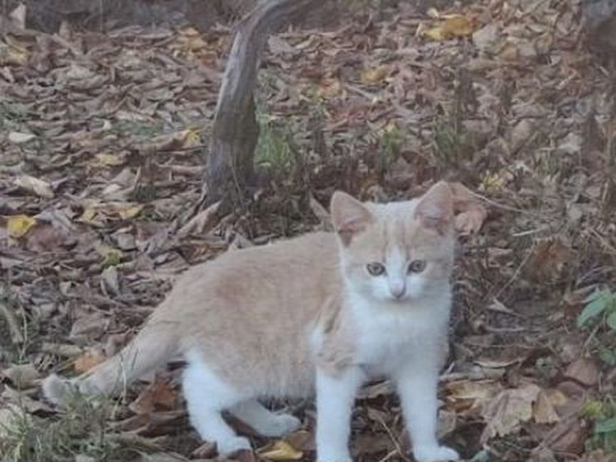 Котенок персиковый