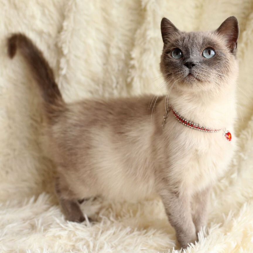 Сиамская кошка, взрослая