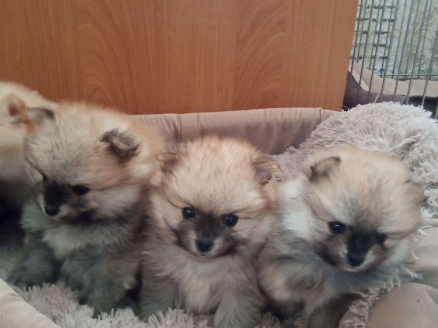 Продам деток немецкого шпица