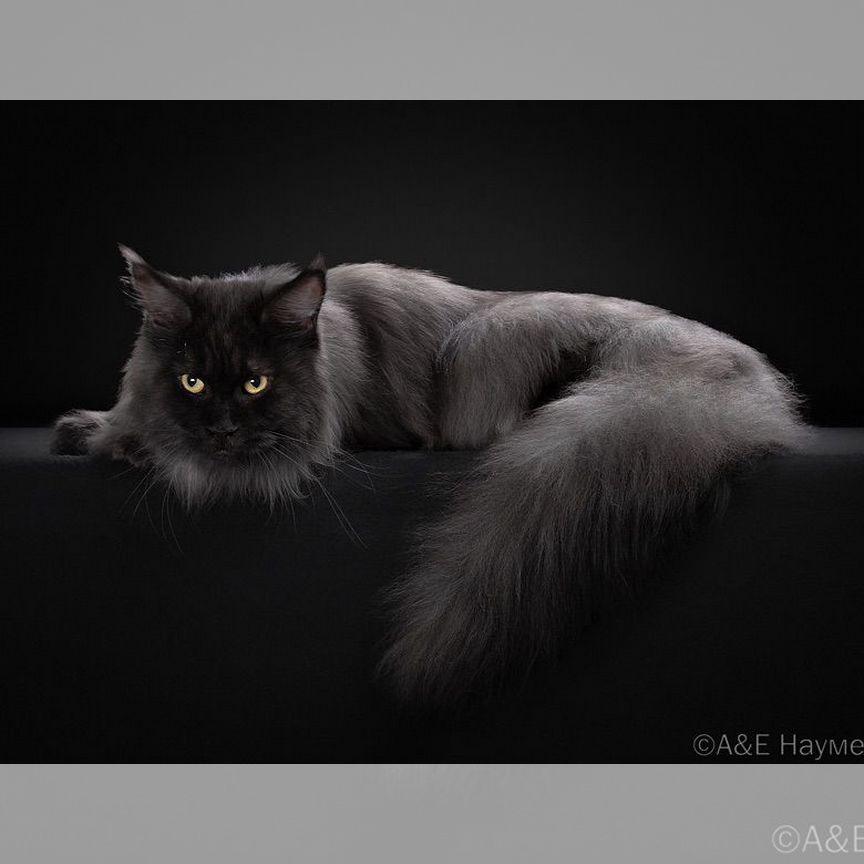 Котята мейн-кун с подарками