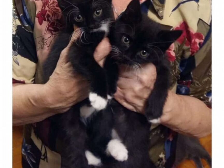 Ручные котята, лоточек на отлично