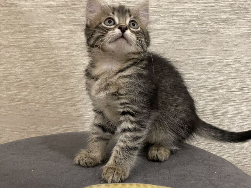 Котята в добрые руки бесплатно