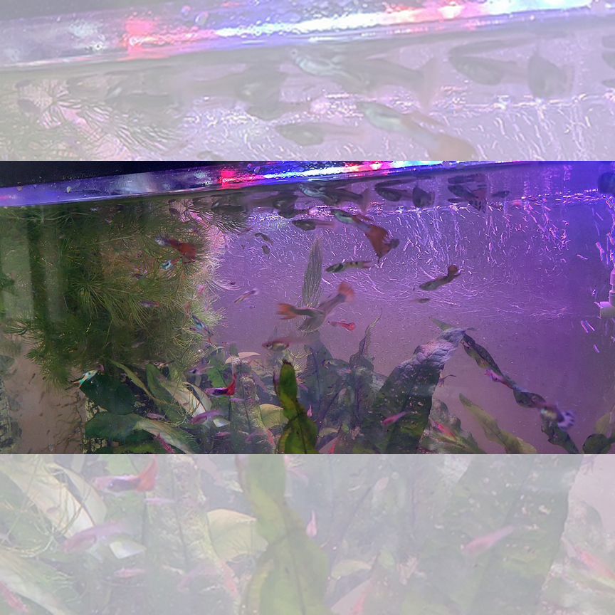 Аквариумные рыбки гуппи