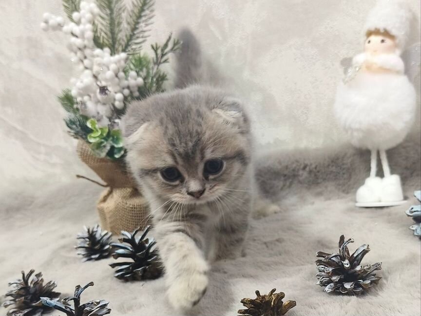 Шотландские котята