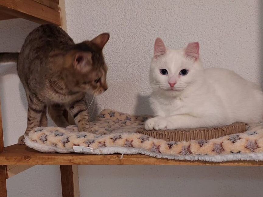 Котики из приюта ищут дом