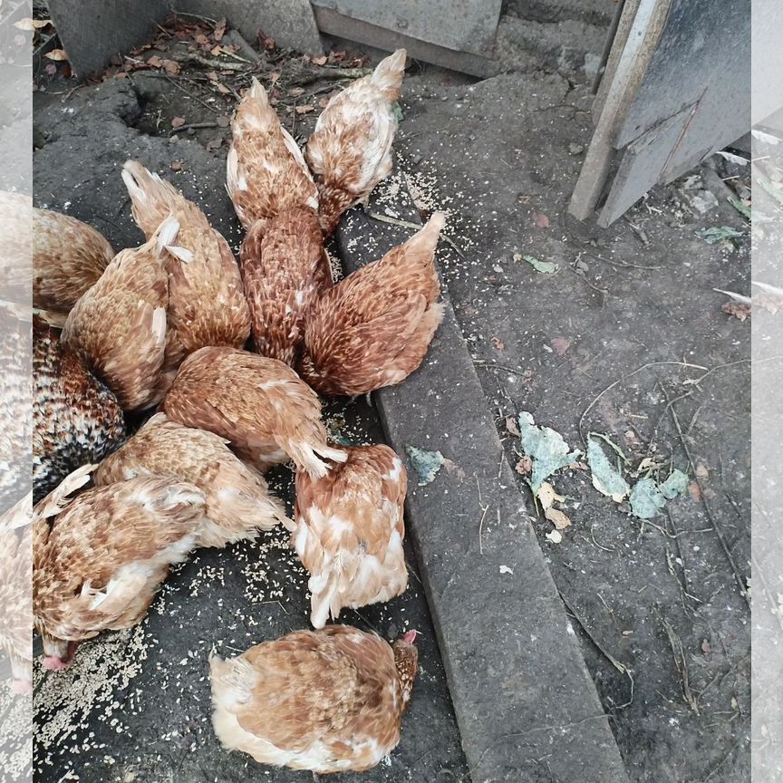 Куры несушки