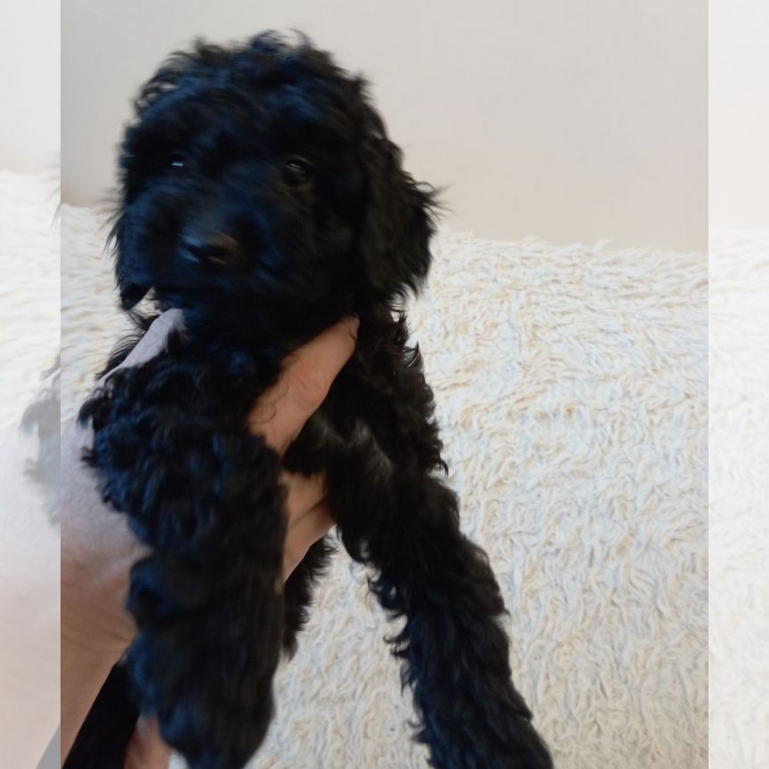 Мальтипу, щенок