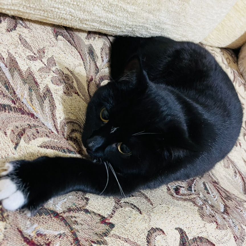 Котики бесплатно в добрые руки