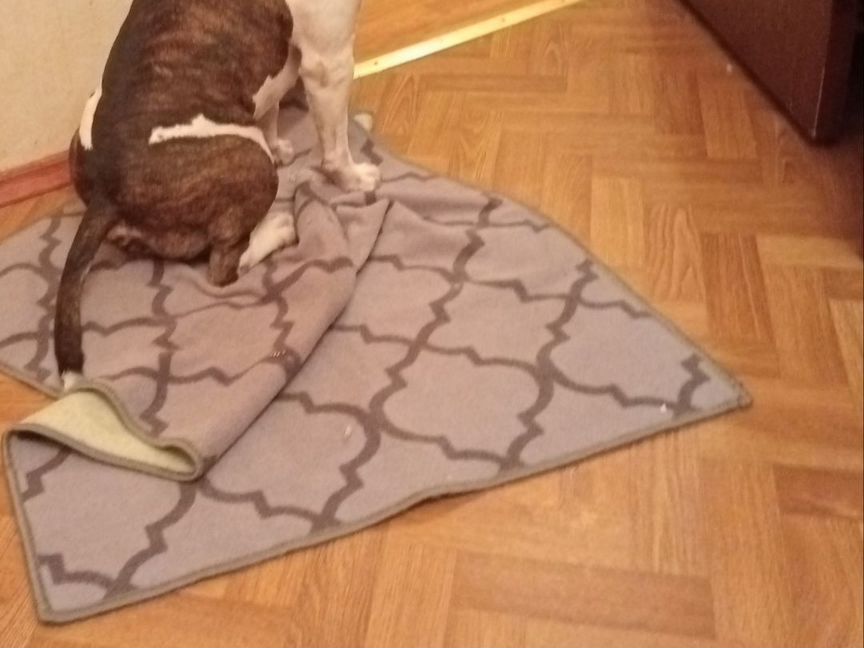 Вязка стаффордширский терьер