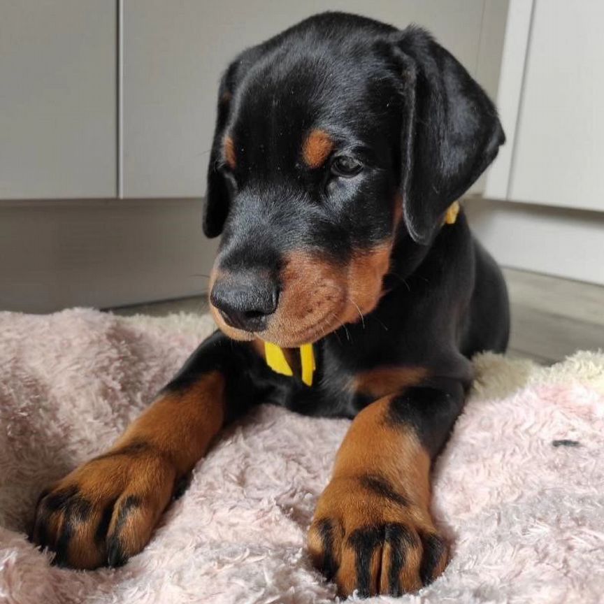 Доберман, щенок