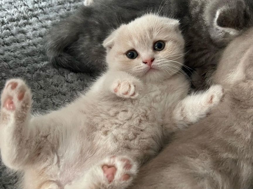Супер шотландские котята
