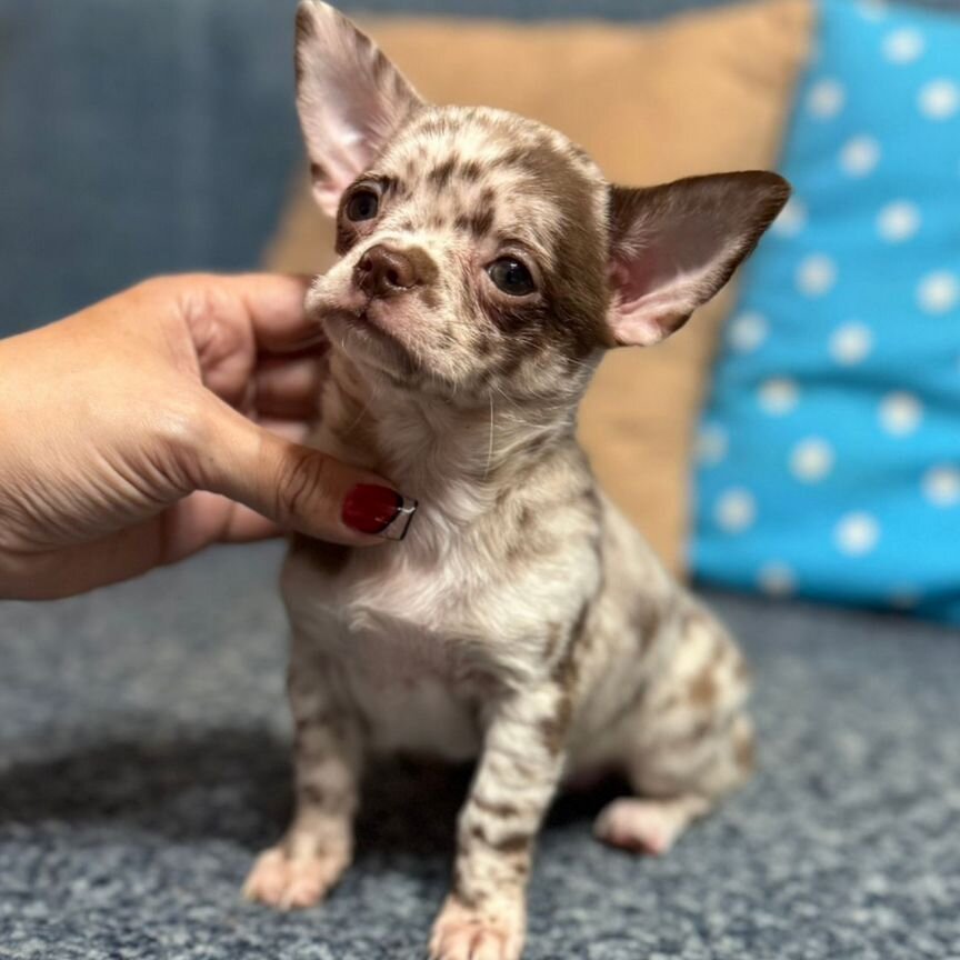 Чихуахуа, щенок