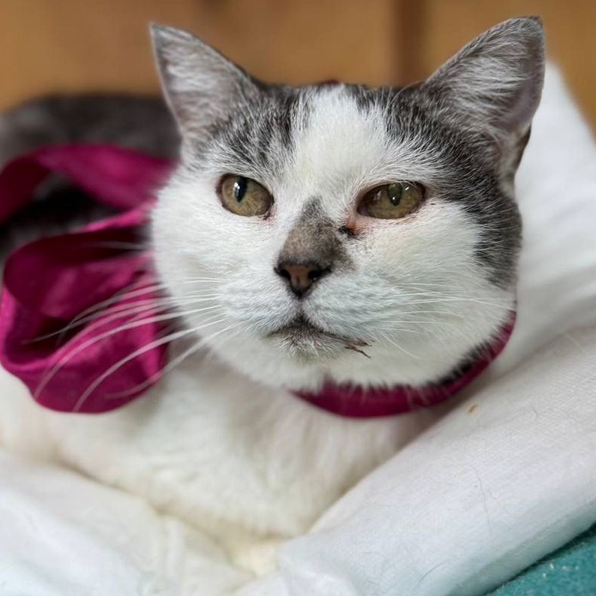 Взрослая, кошка в добрые руки