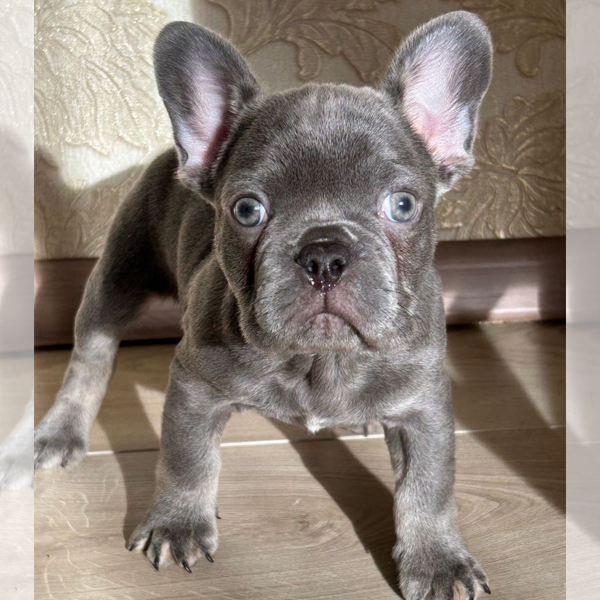 Французский бульдог, щенок