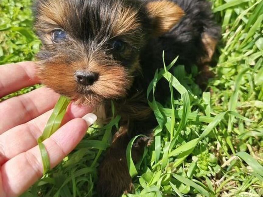 Йоркширский терьер