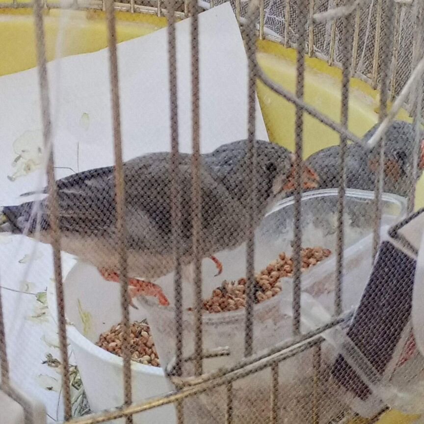 Зебровые амадины