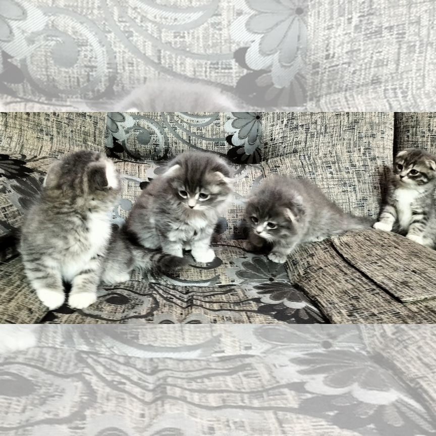 Шотландский вислоухий длинношёрстный котёнок