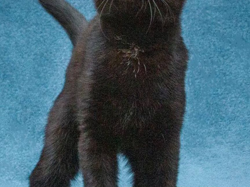 Маленький котик