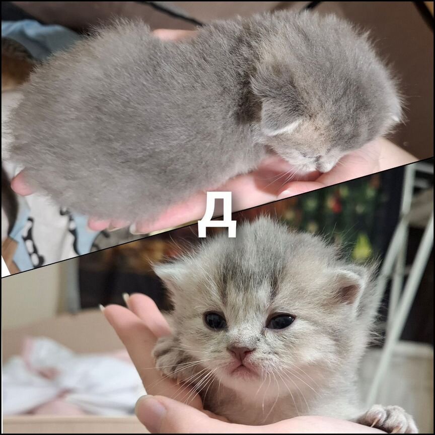 Шотландские котятки