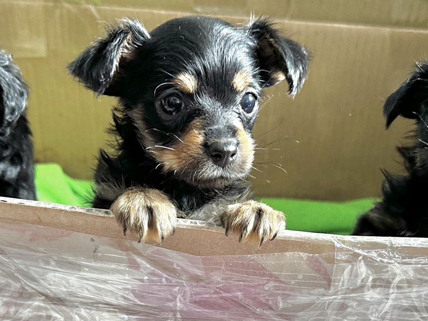 Йоркширский терьер щенки