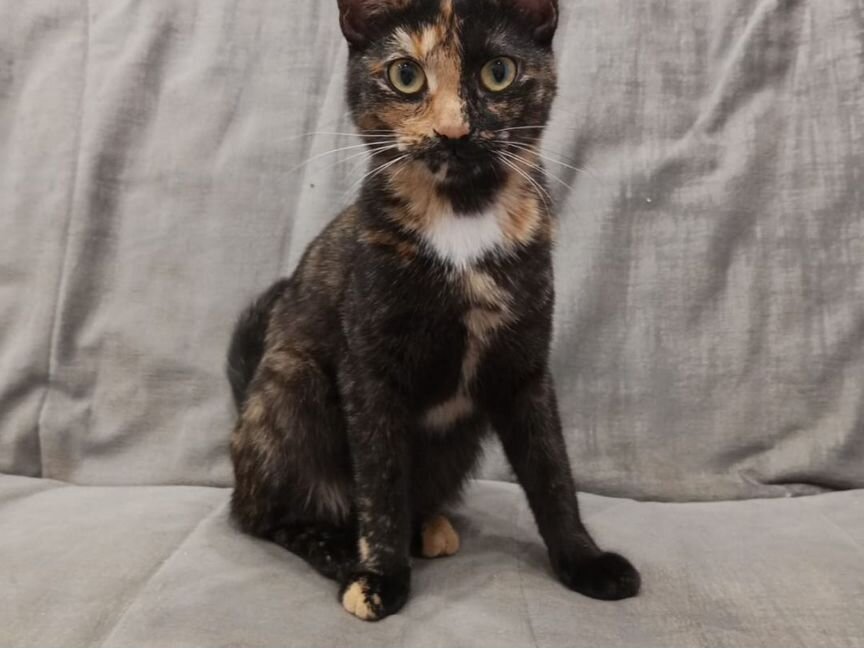 Кошечка 5-6 мес