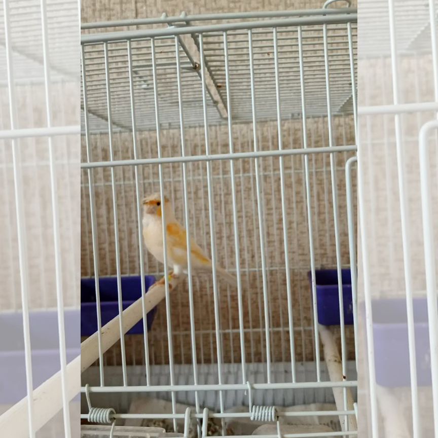 Канарейка