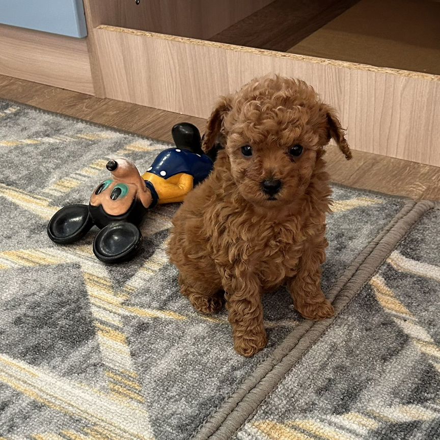 Той-пудель ред браун