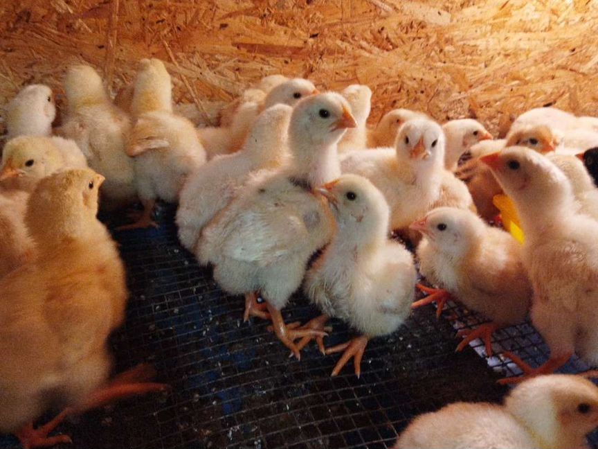 Цыплята бройлеров