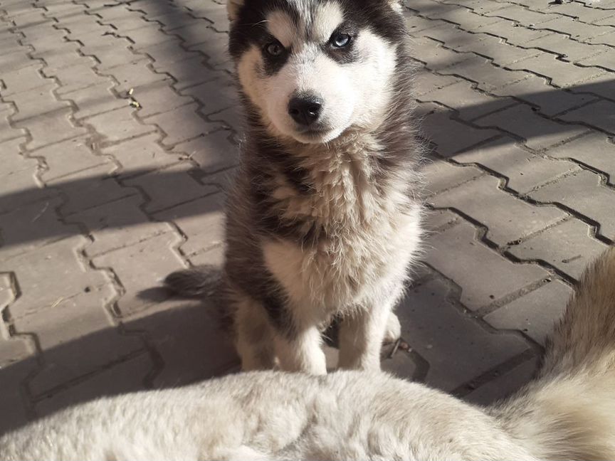 Продаётся щенок хаски
