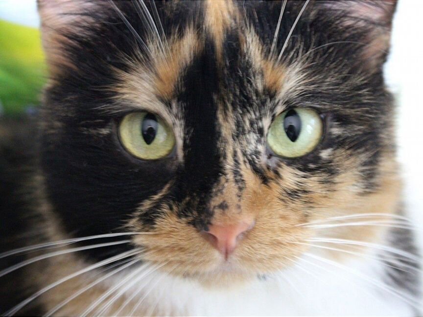 Ласковая трехцветка (из приюта)