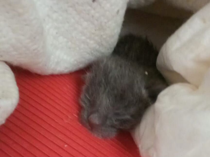 Новорождённый котёнок
