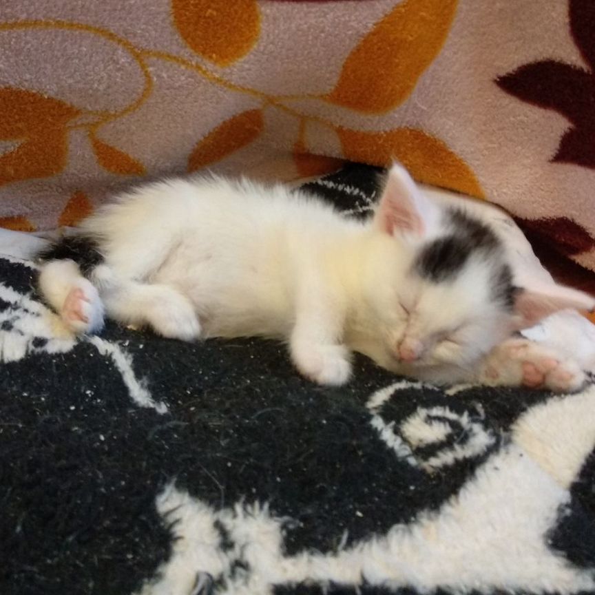 Котята