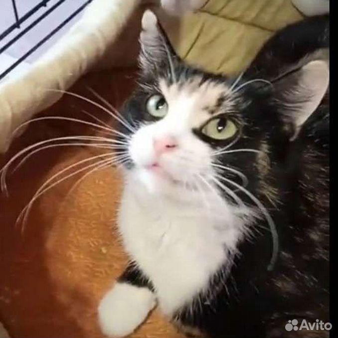 Кошка в дар трехцветка