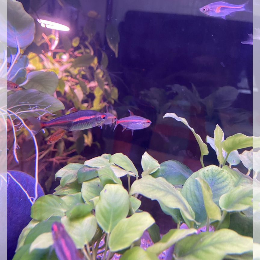Продам тетра или обменяю