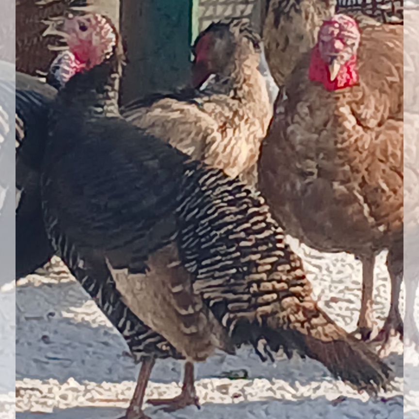 Индюки домашние