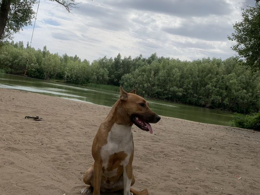 Стаффордширский терьер