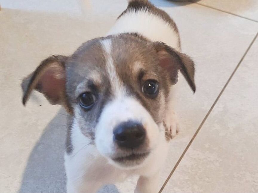 Щенки и их маленькая мама ищут дом