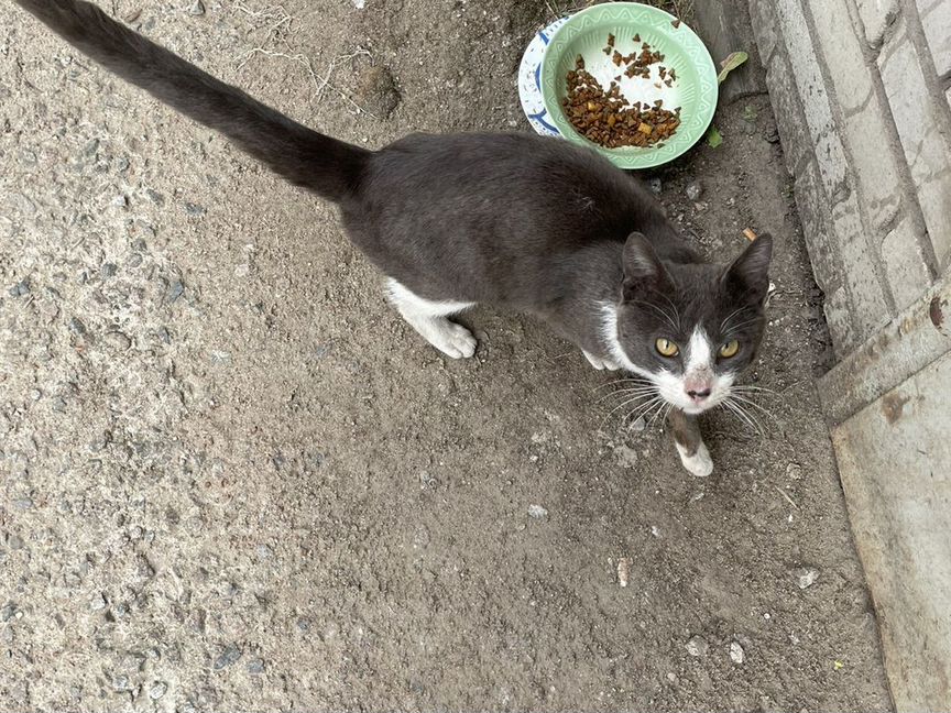 Ищет дом серый котик