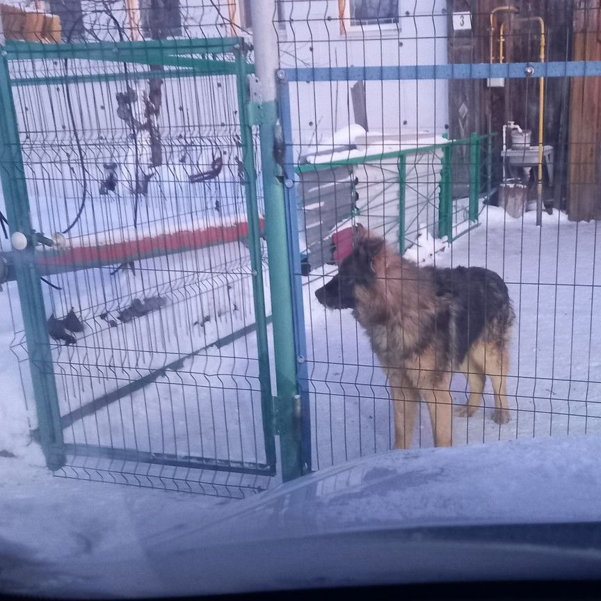 Немецкая овчарка