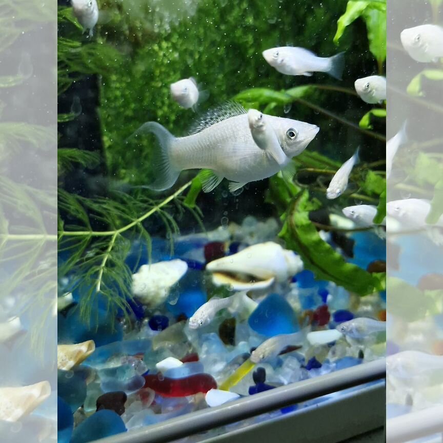 Моллинезии снежинки