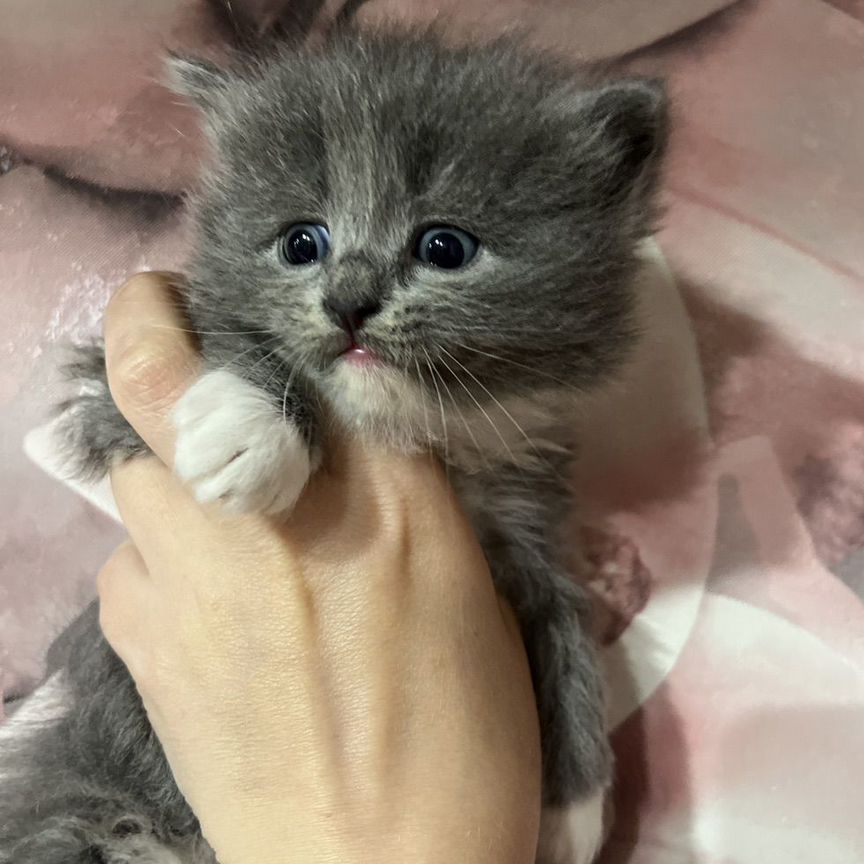 Отдам бесплатно котят