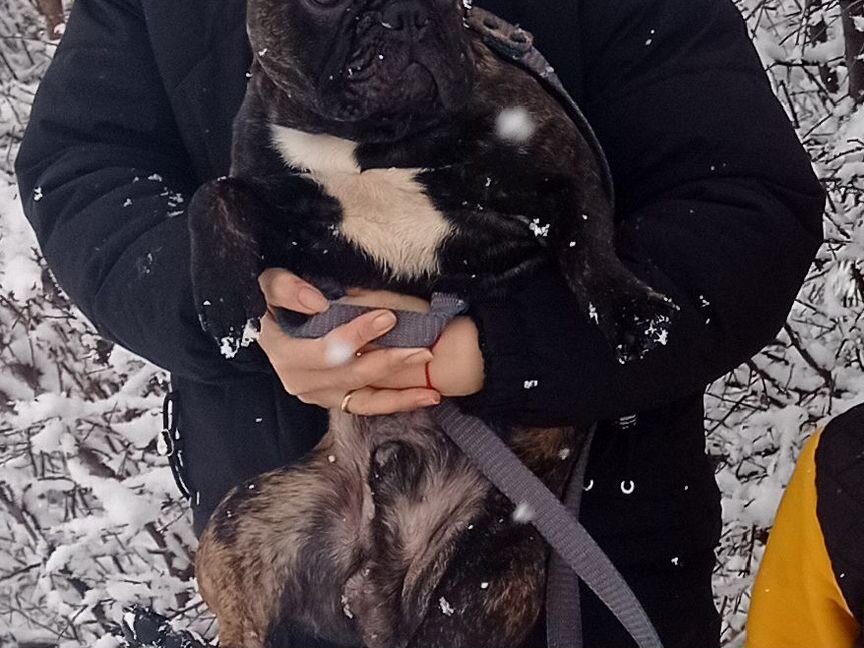 Француский бульдог ищет невесту