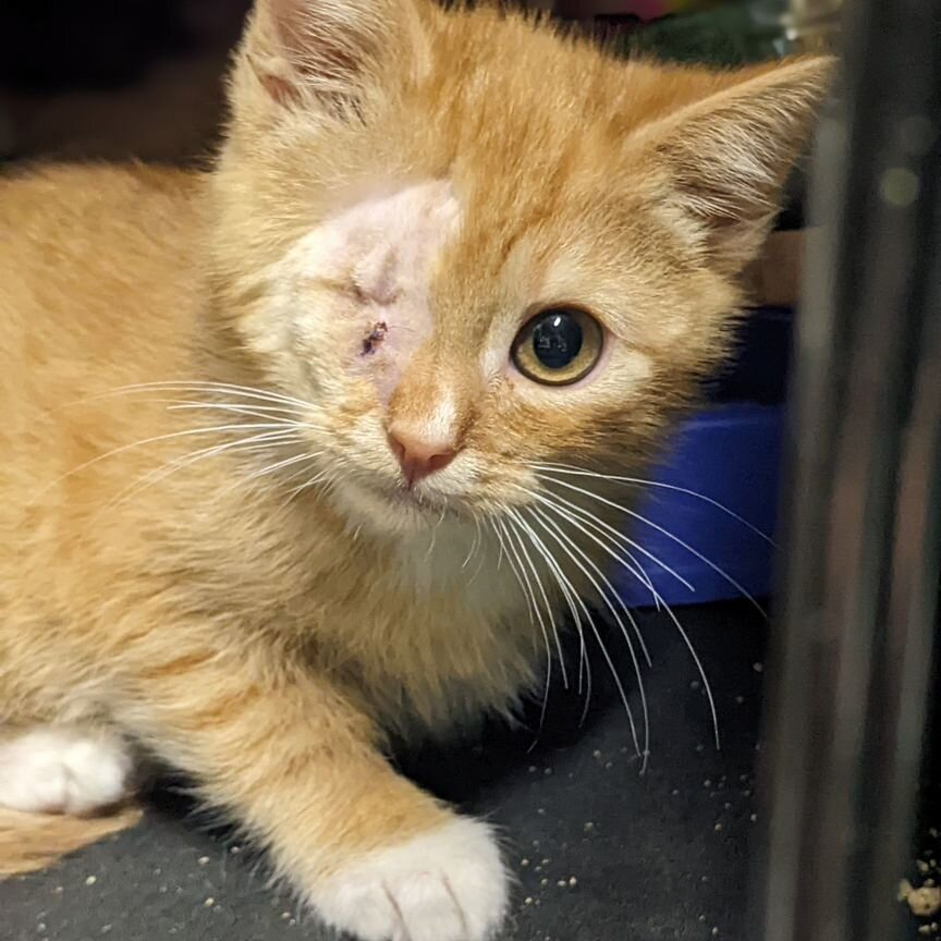 Котёнок в добрые руки