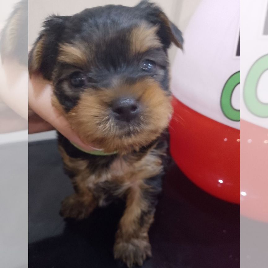 Йоркширский терьер, щенок