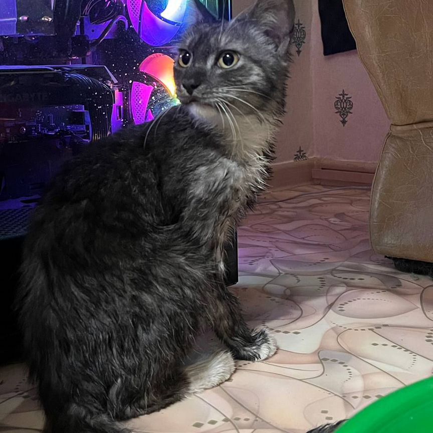 Котик в добрые ручки