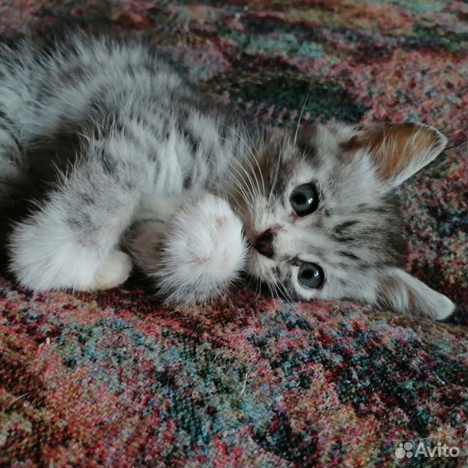 Миленький котенок в хорошие руки