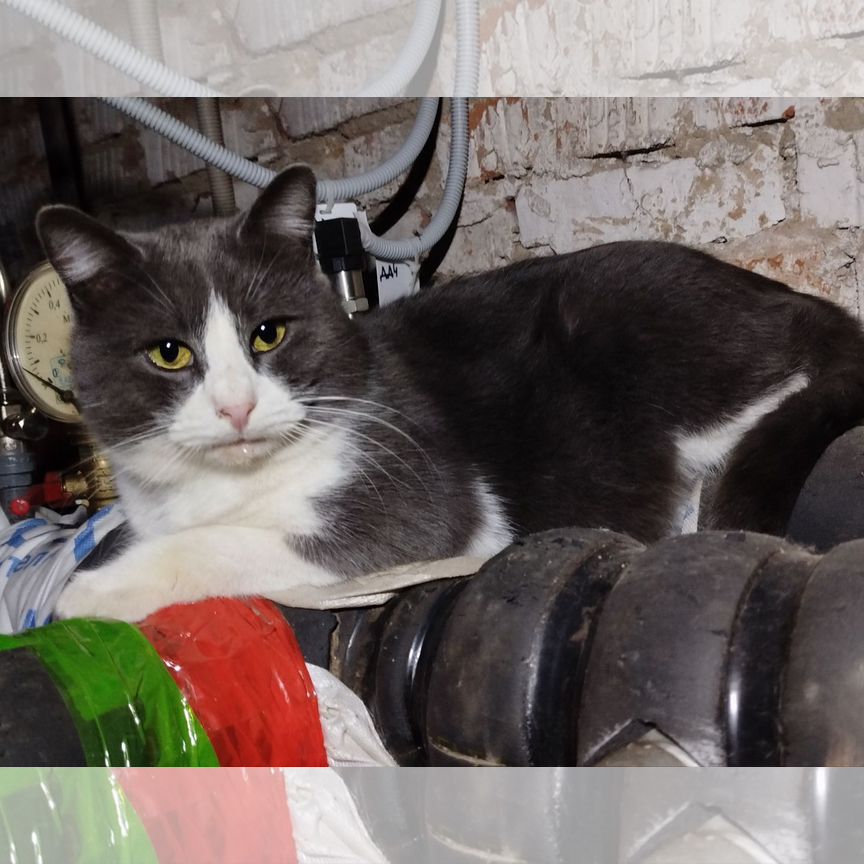 Взрослый кот в добрые руки